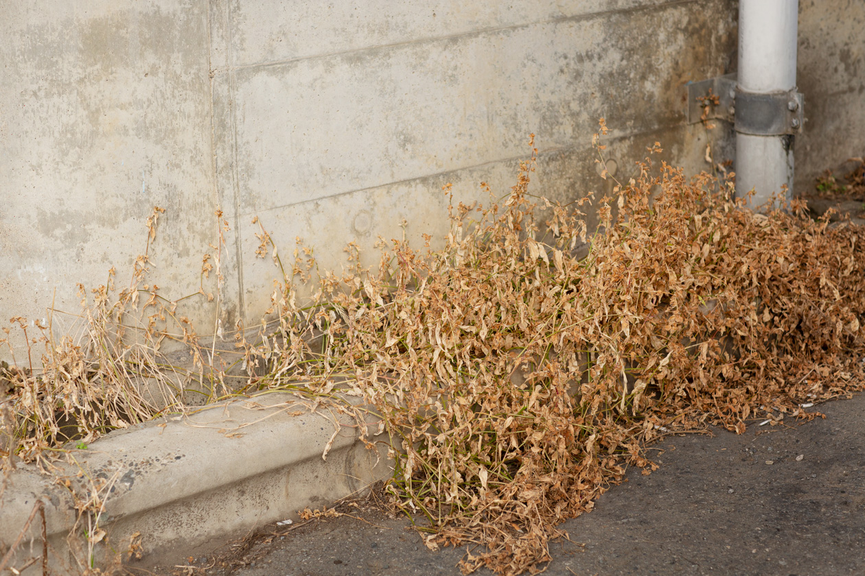 田畑志真「タイムカプセル」#36 | Negative Pop