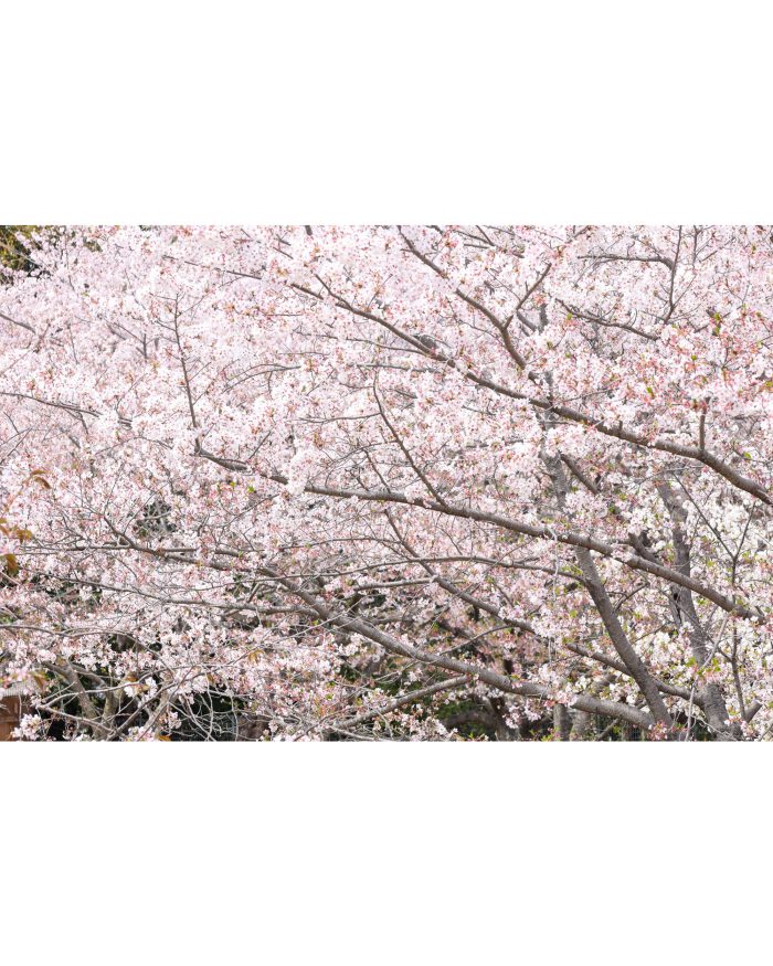 03_003 | Negative Pop