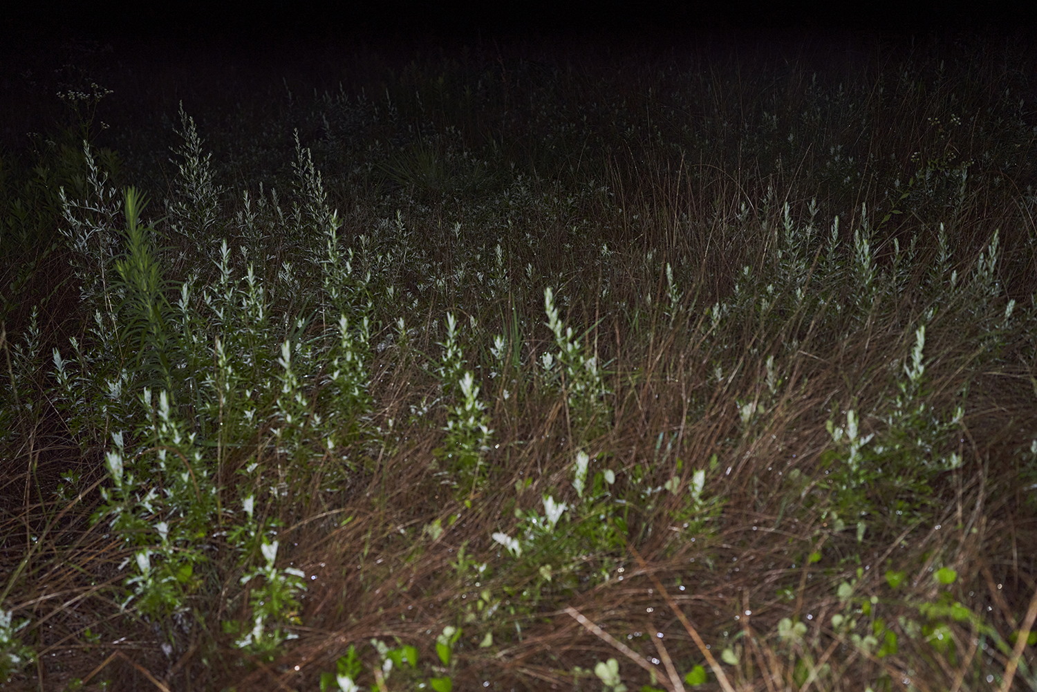 0002-1 | Negative Pop